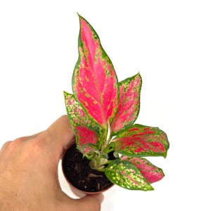 Red Angel Aglaonema Live Plant | Aglaonema Red Angel House Plants ...