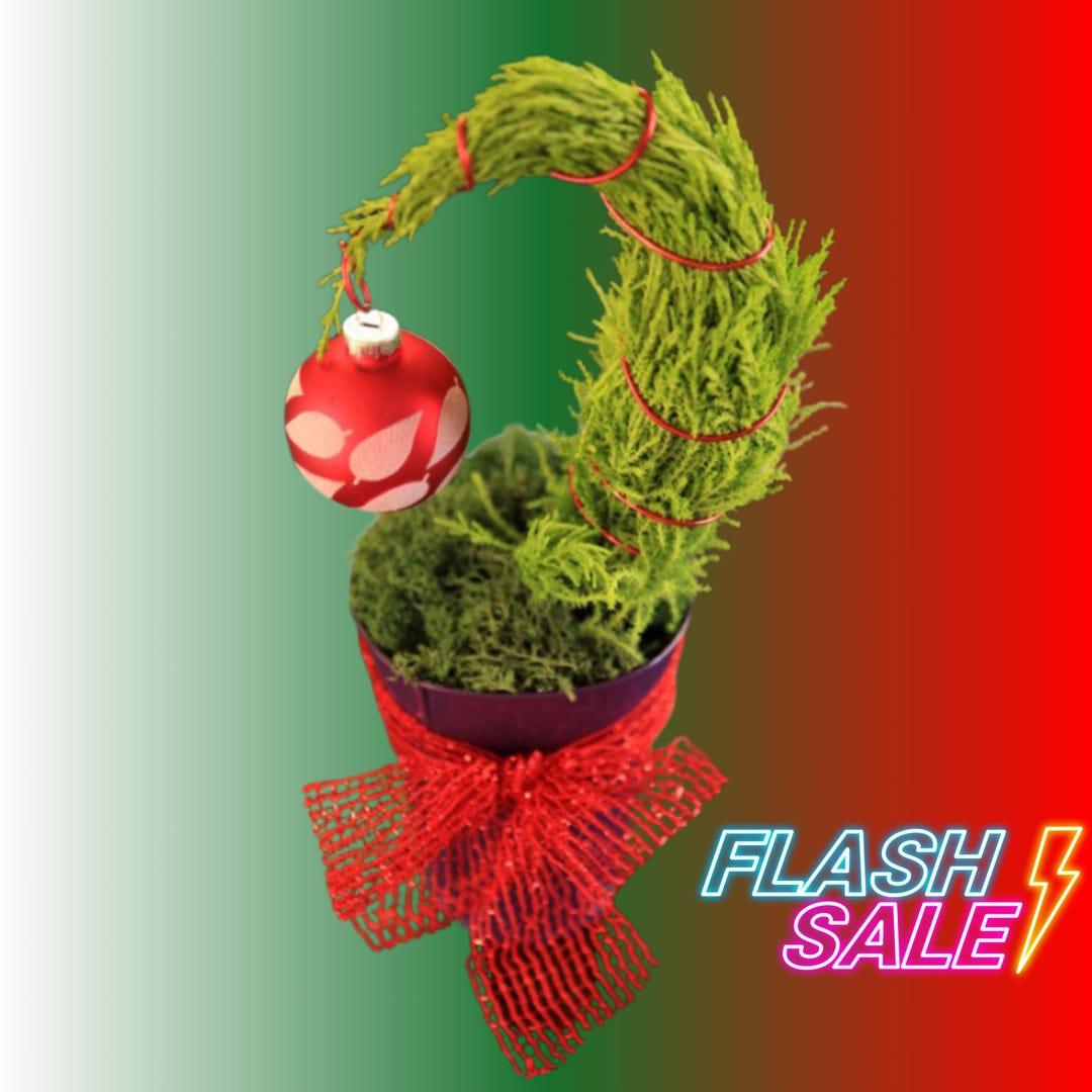 Dwarf Lemon Cypress Plant Live | Grumpy Tree Christmas Decor ...