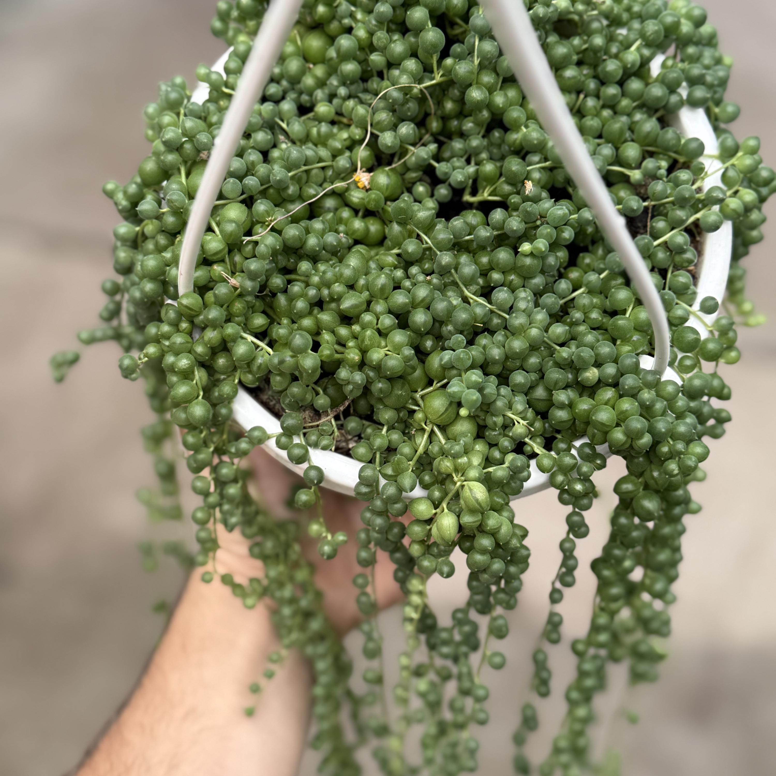 String of Pearls Live Plant | Curio Rowleyanus Starter Plants | Rare ...