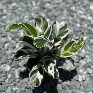 Calathea Stella Plant Live | Stella Calathea House Plants | Rooted ...