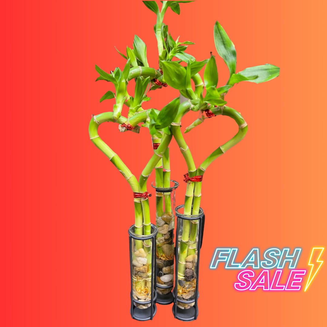 Lucky Bamboo Plant Heart | Lucky Bamboo Live Plant | Heart Shaped ...