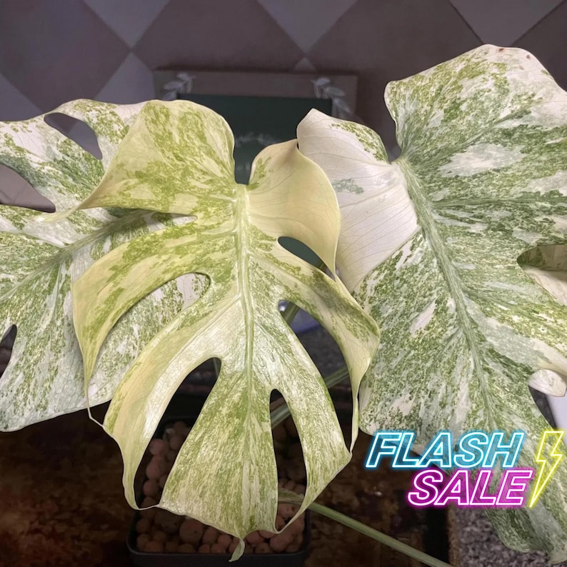 Monstera Mint Variegated House Plant | Rare Monstera Albo Mint Live ...