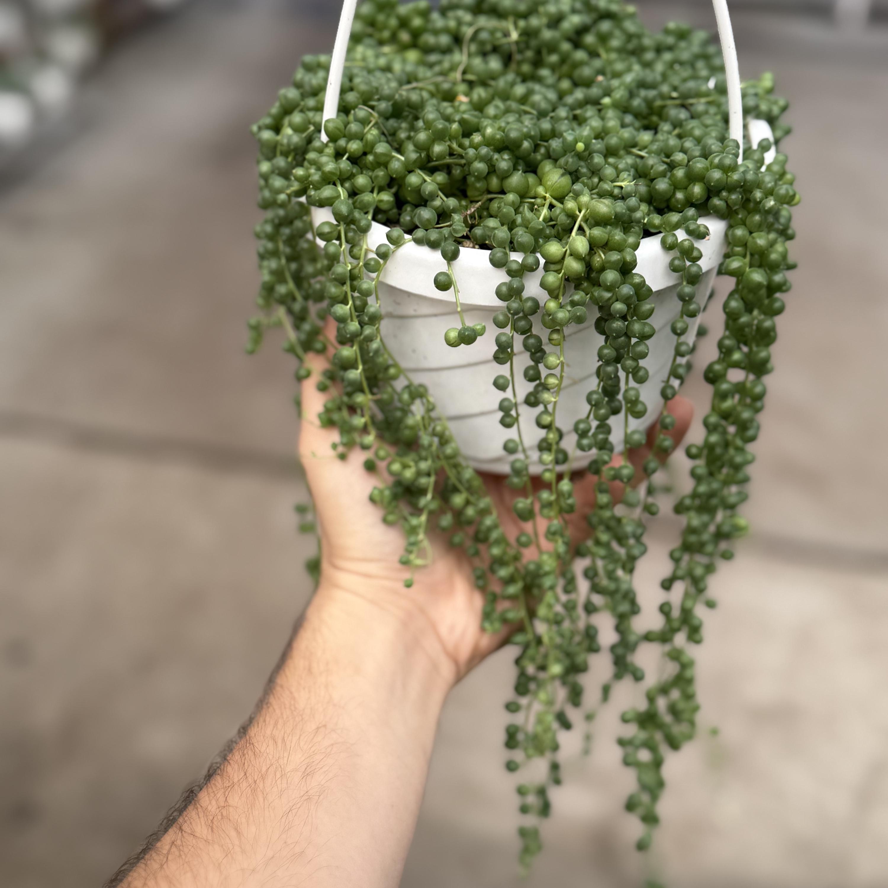 String of Pearls Live Plant | Curio Rowleyanus Starter Plants | Rare ...