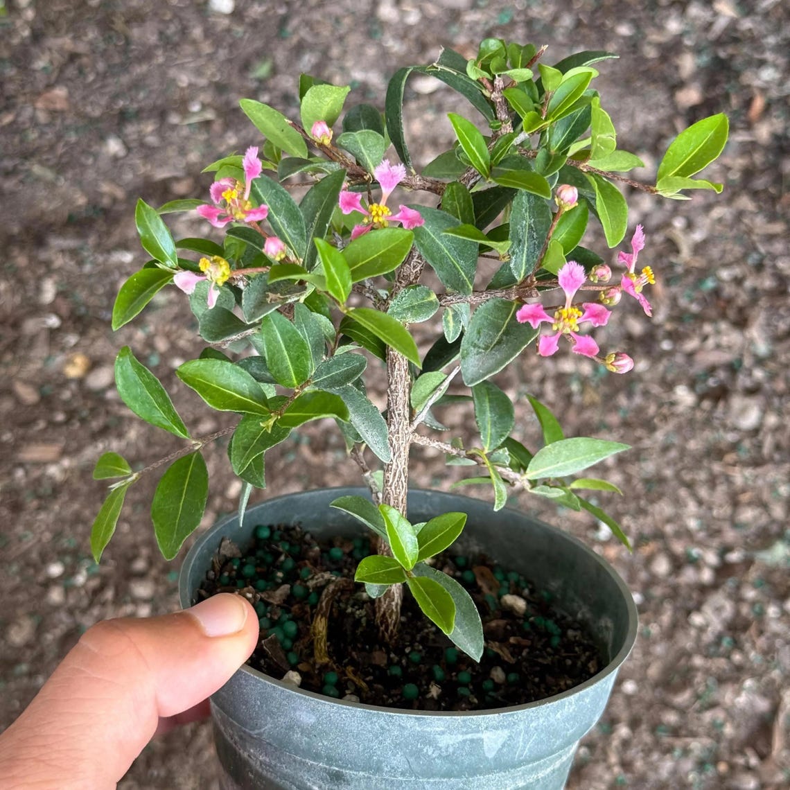 Barbados Cherry Bonsai Tree House Plant | Malpighia Glabra Live Bonsai ...