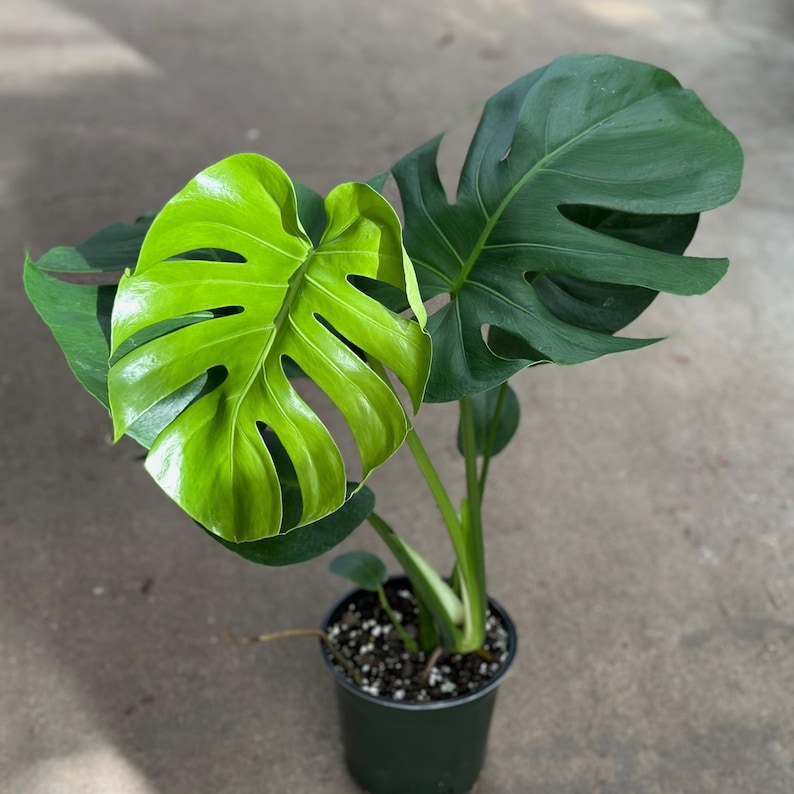 Monstera Deliciosa Plant Large | Monstera Plants | Split Leaf Indoor ...