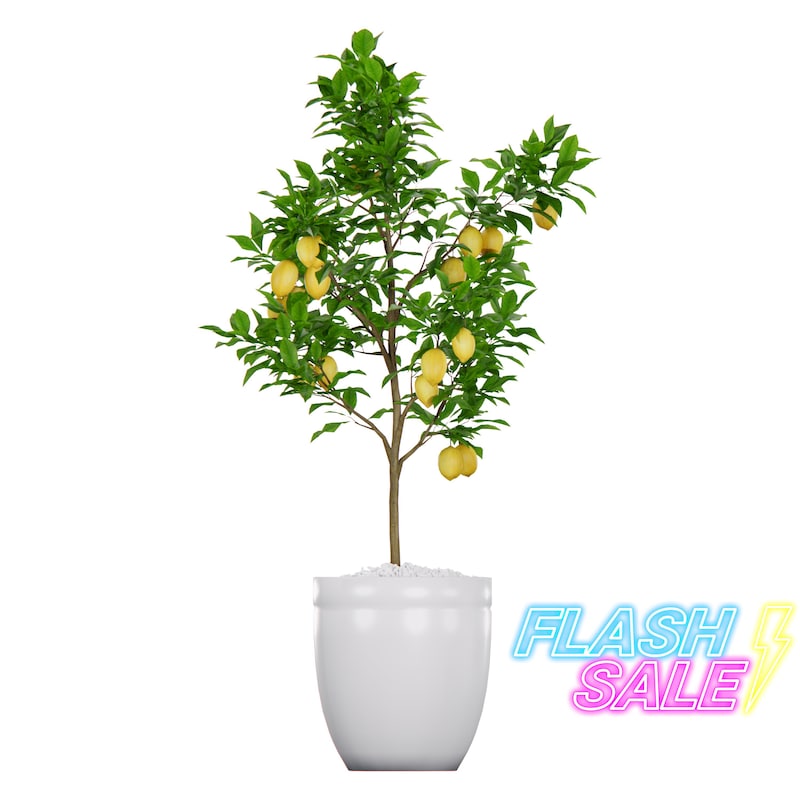 Live House Tree Plants - Etsy