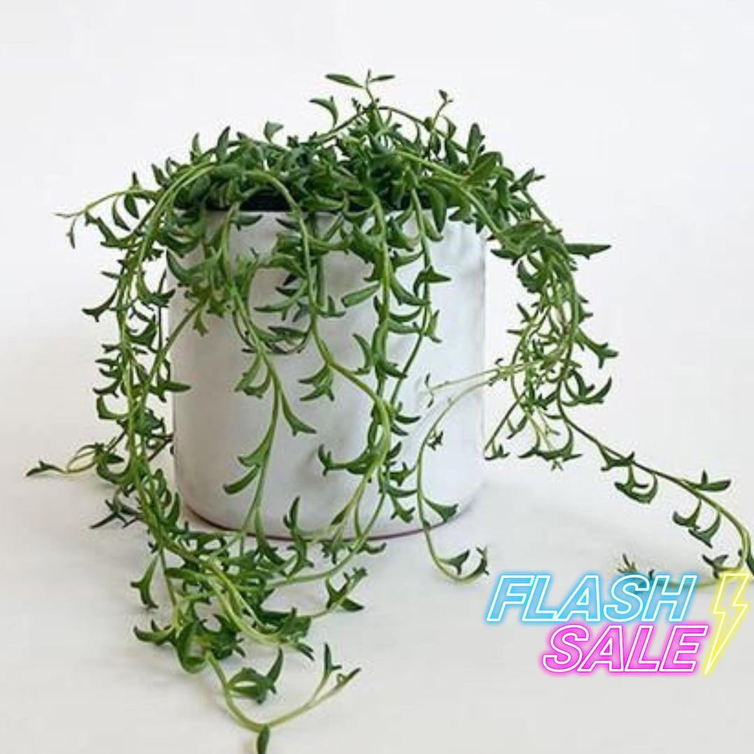 String of Dolphins Live Plant | Long Curio Peregrinus Succulent Plants ...