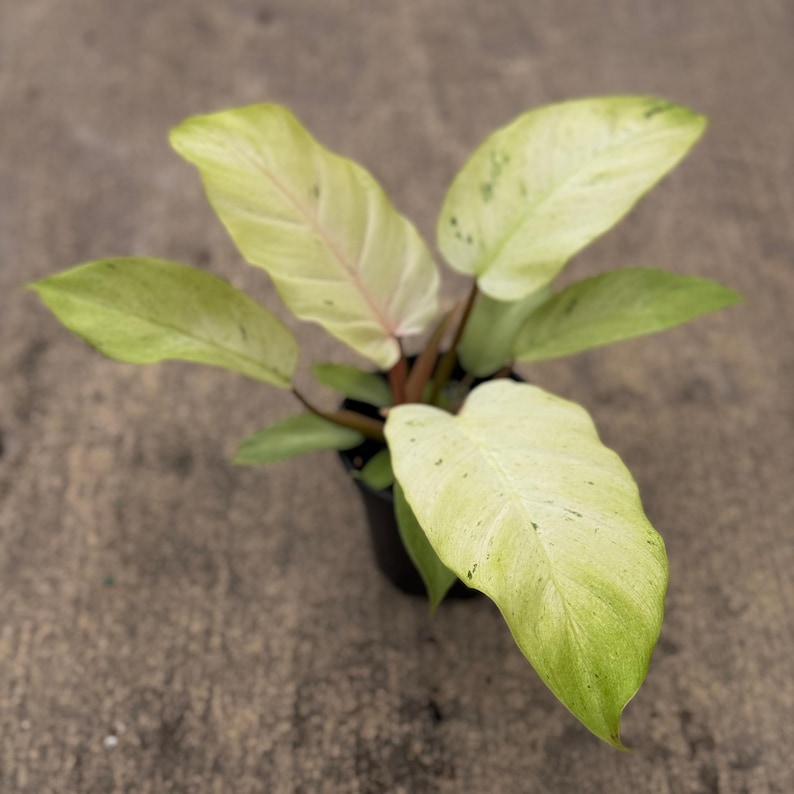 Philodendron Snowdrift House Plant | Variegated Philodendrons Live ...