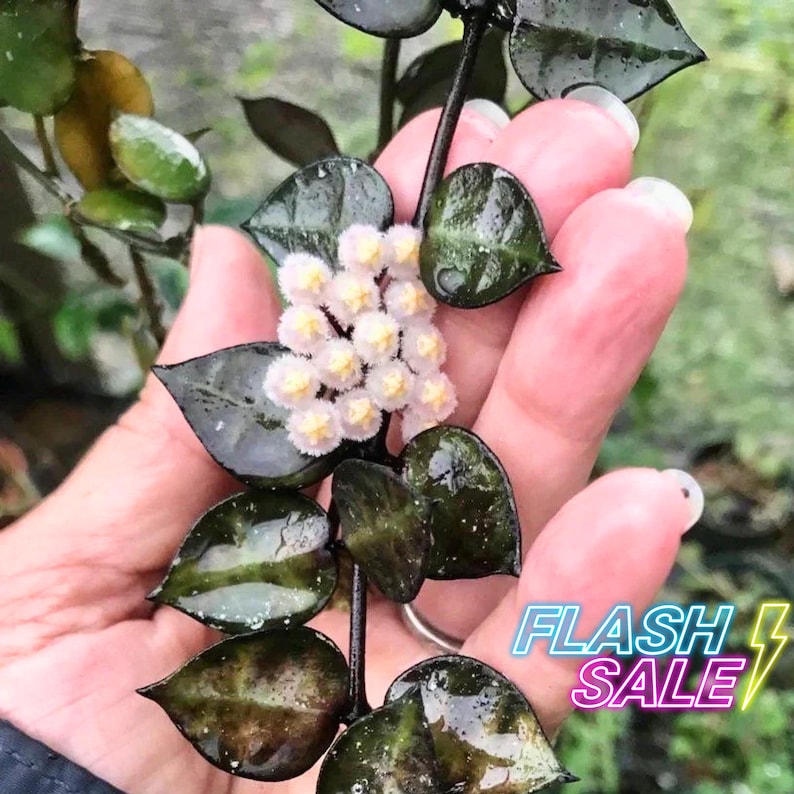Hoya Krohniana Black Live Plant | Dark Hoya Cuttings House Plants ...