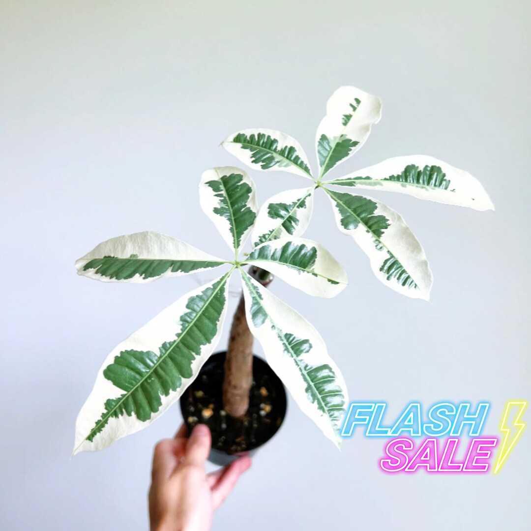 Variegated Money Tree House Plant | Pachira Glabra Variegata House ...