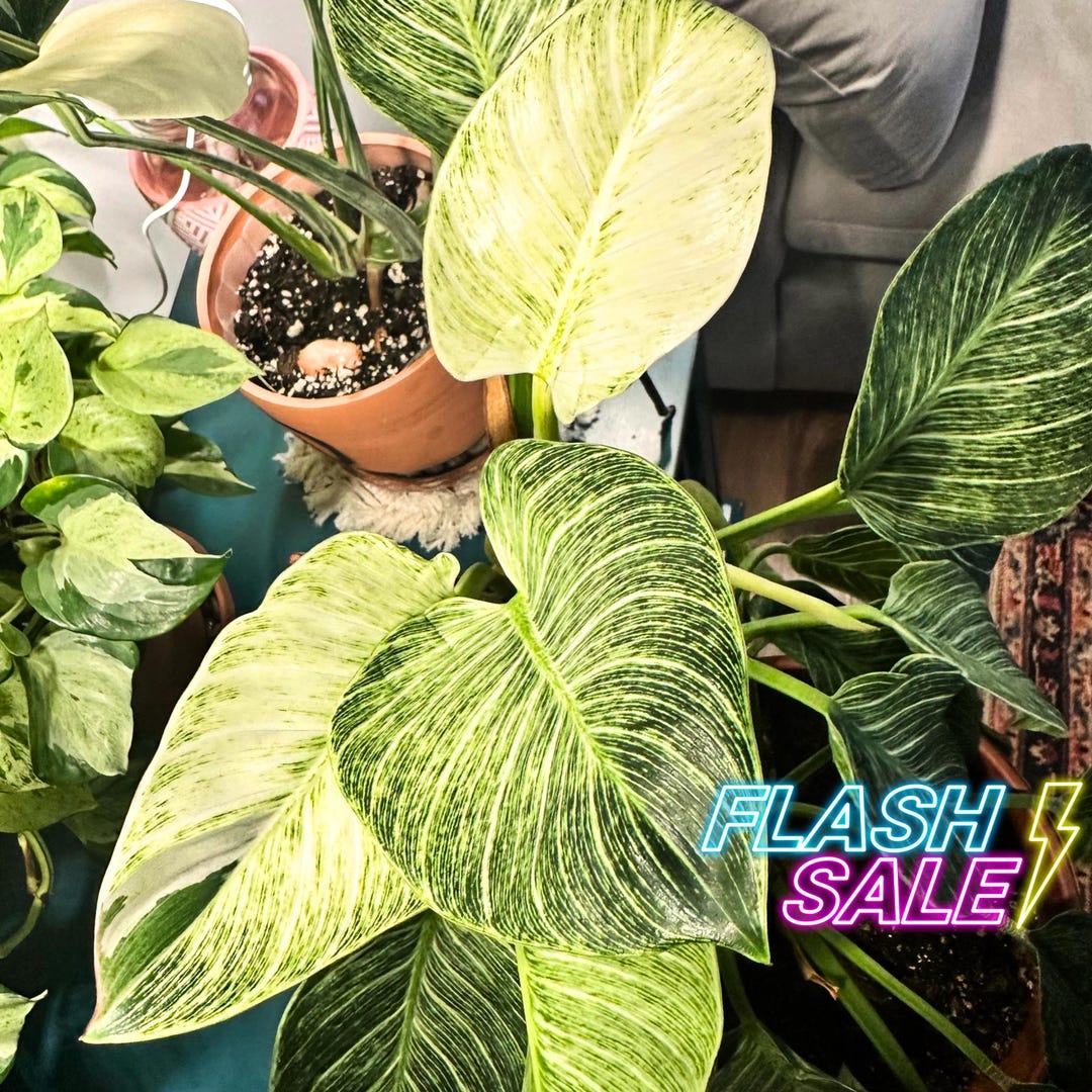 Philodendron Evian House Plants | Rare Philodendrons Cutting | Indoor ...