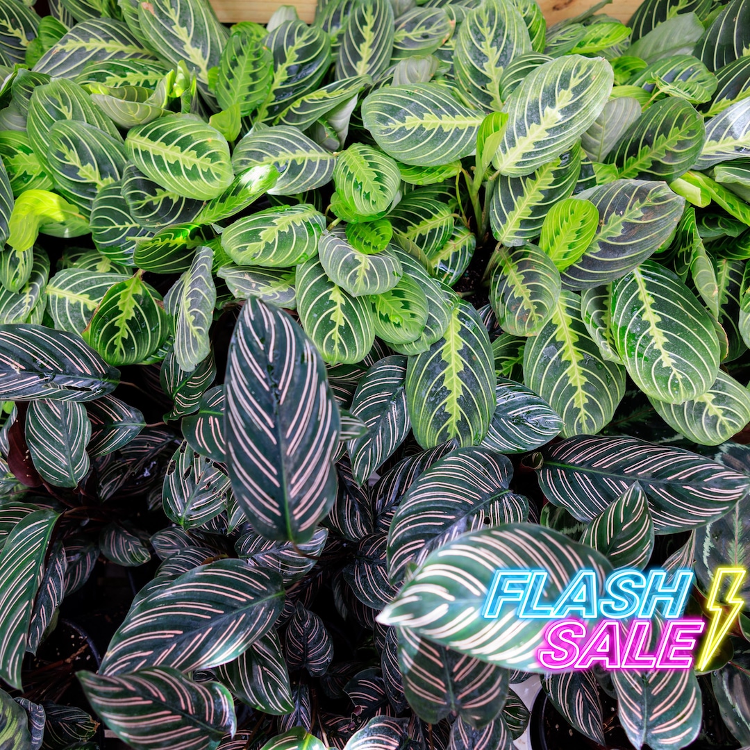Assorted Calathea Plant Starter Pack | Calathea Bundle House Plants ...