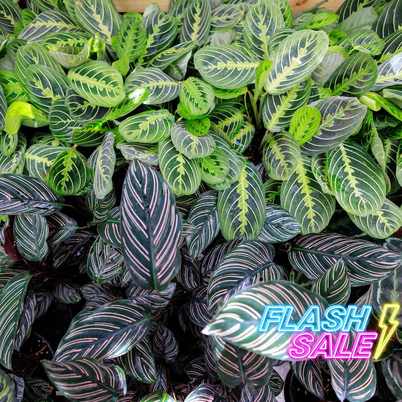 Assorted Calathea Plant Starter Pack Calathea Bundle House Plants ...