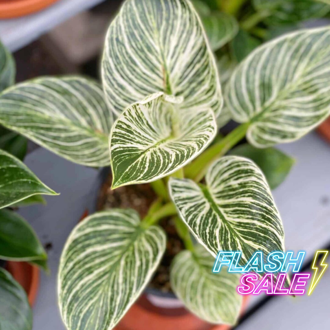 Philodendron Birkin Plant Live | Variegated Philodendron White Wave ...