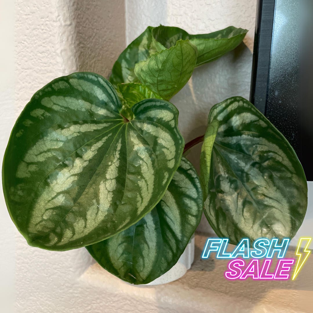Peperomia Ecuador Live Plant | Peperomias House Plants | Indoor ...