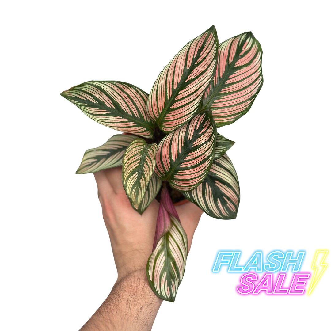 Calathea White Star Live Plant | Calathea Whitestar House Plants | Pink ...