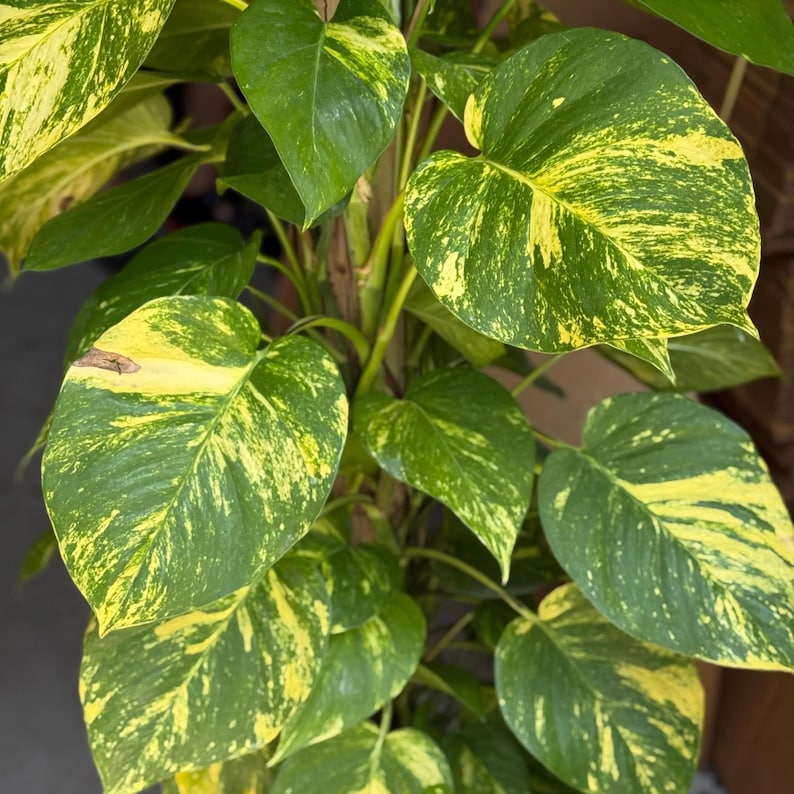 Pothos Golden Hawaiian Live Plant | Large Leaf Gold Pothos Plant ...
