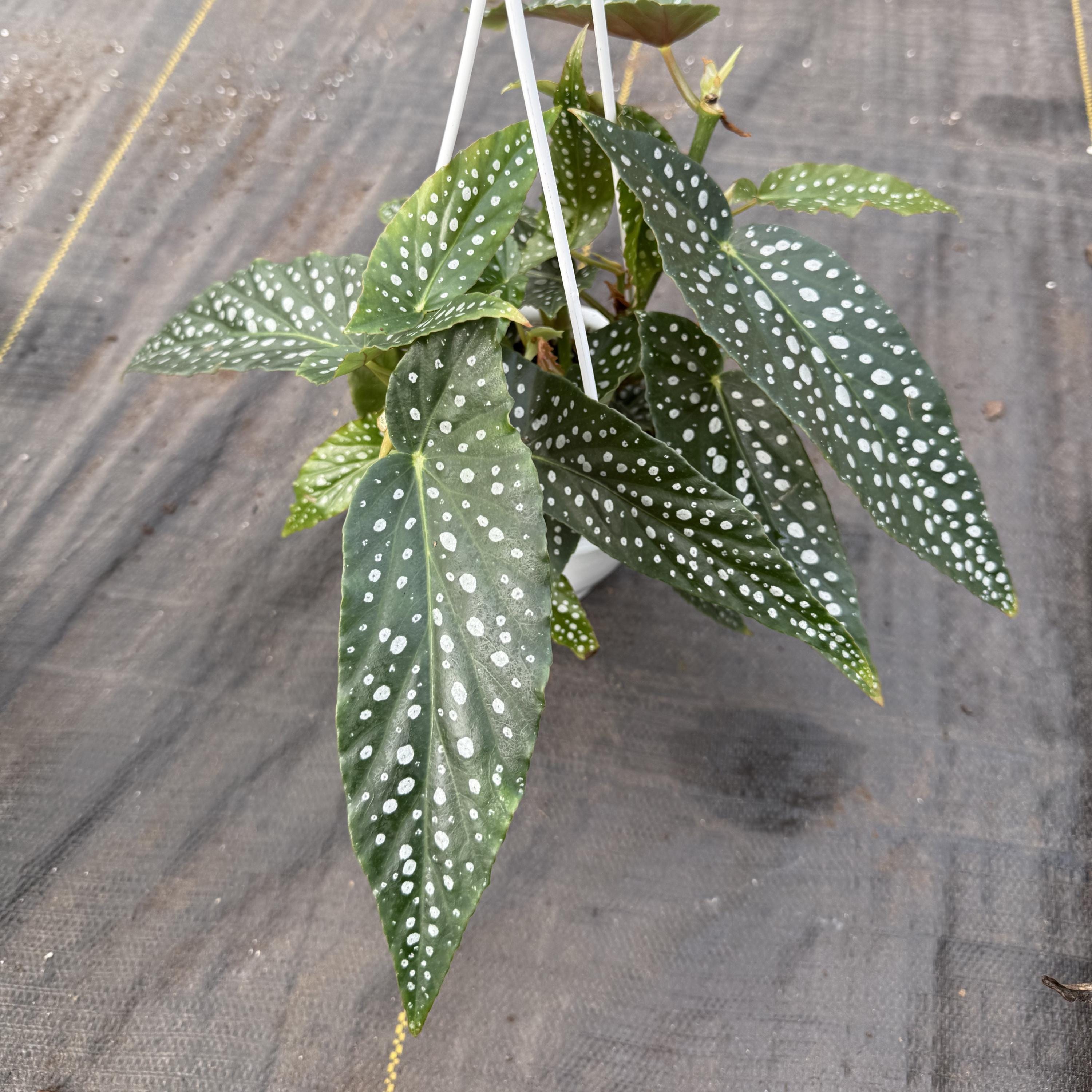 Begonia White Ice Live Plant Hanging | Angel Wing Begonia Indoor House ...