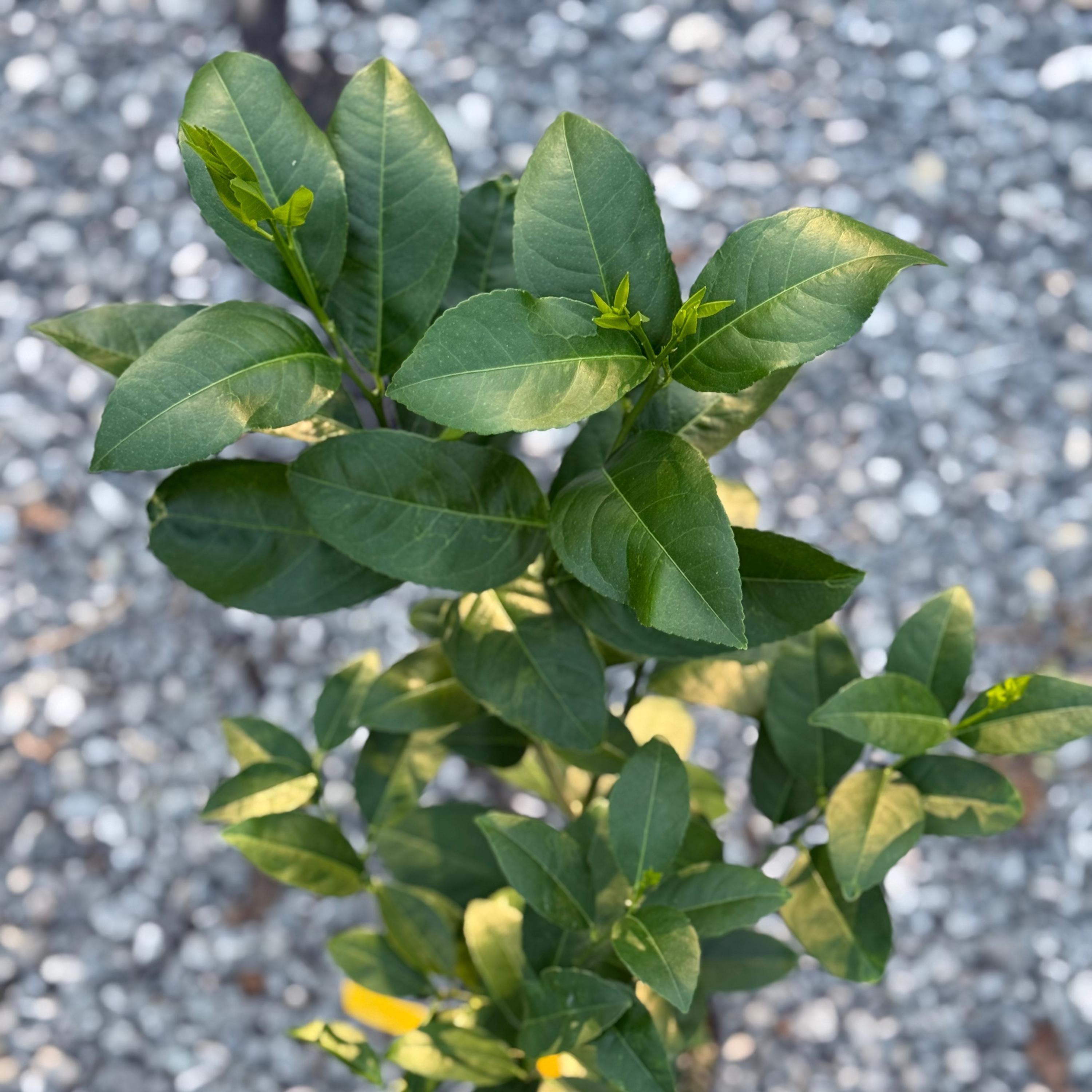 Eureka Lemon Tree Live Plant | Grafted Lemon Trees | House Plants for ...