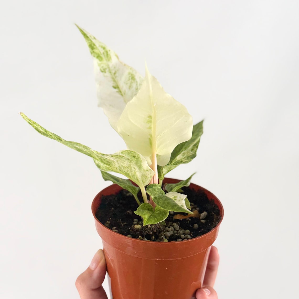 Anthurium Hookeri Variegated Live Plant | Variegata Anthuriums Cutting ...