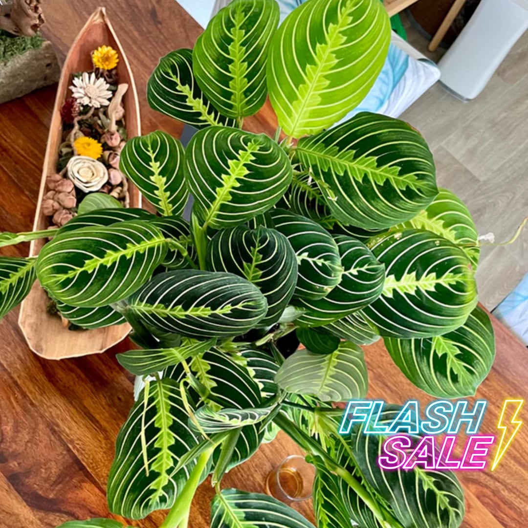 Calathea Live Plant Maranta Lemon Lime | Prayer Plants With Pot | Pet ...