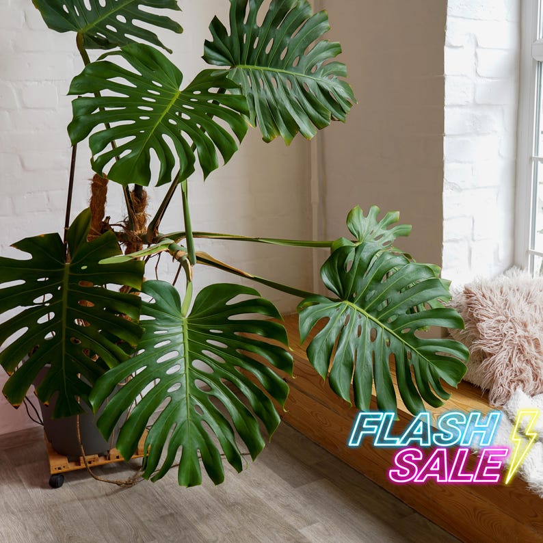 Monstera Deliciosa Live Plant | Monstera Split Leaf Indoor Tropical ...