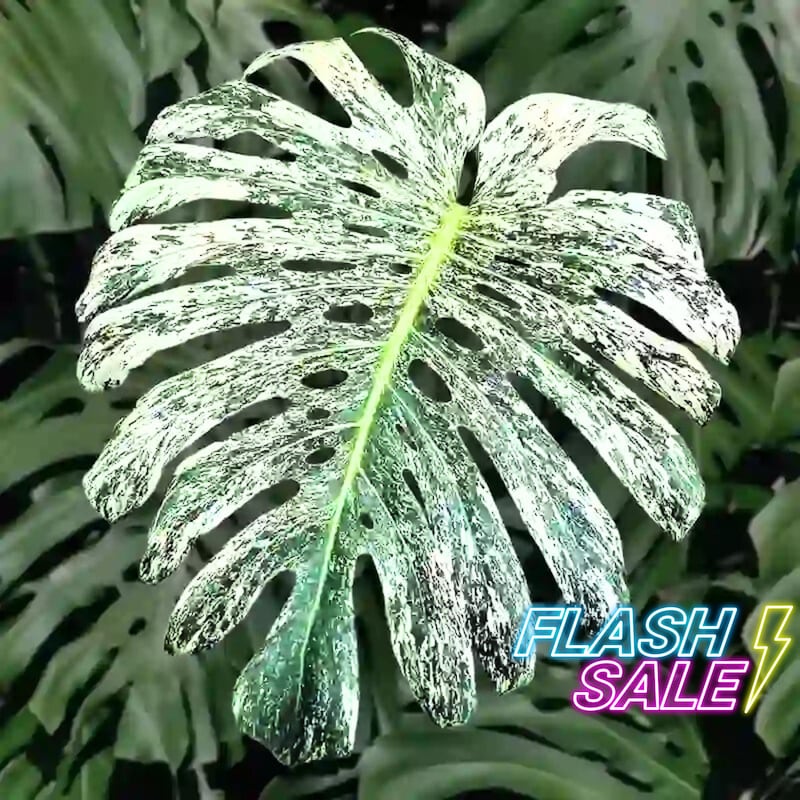 Monstera Devil Monster - Etsy