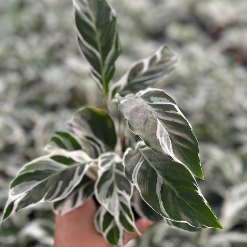 Calathea Plant White Fusion Live | Calathea White Fusion House Plant ...