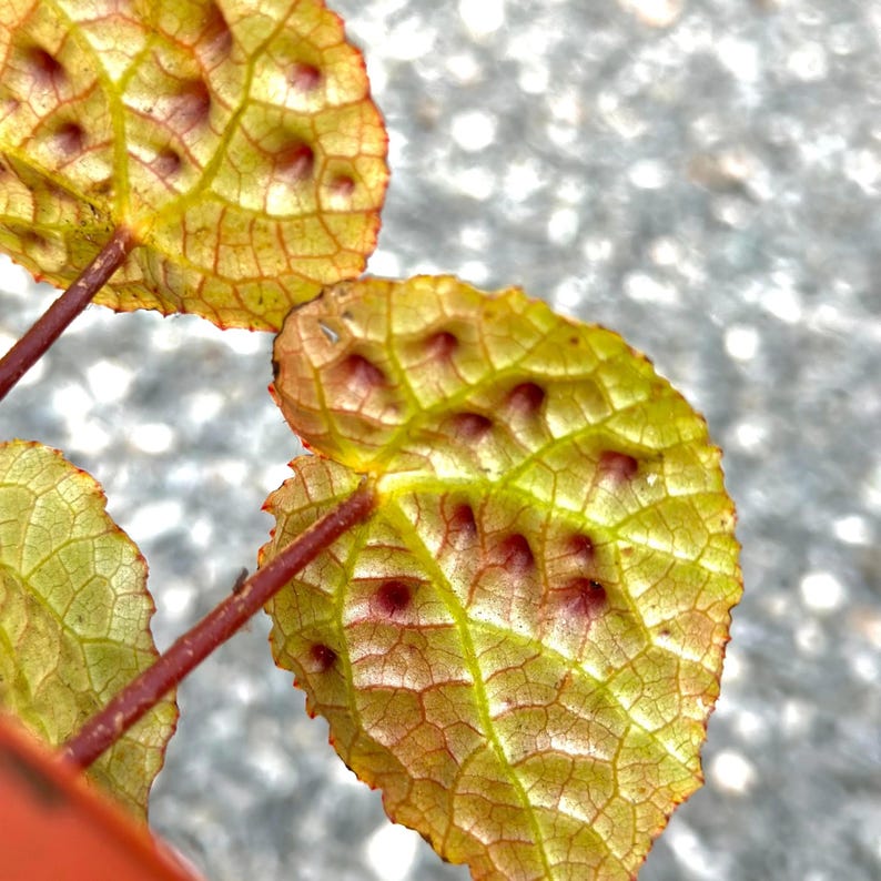 Begonia Ferox Live Plant | Spiked Fierce Begonia House Plant | Fully ...