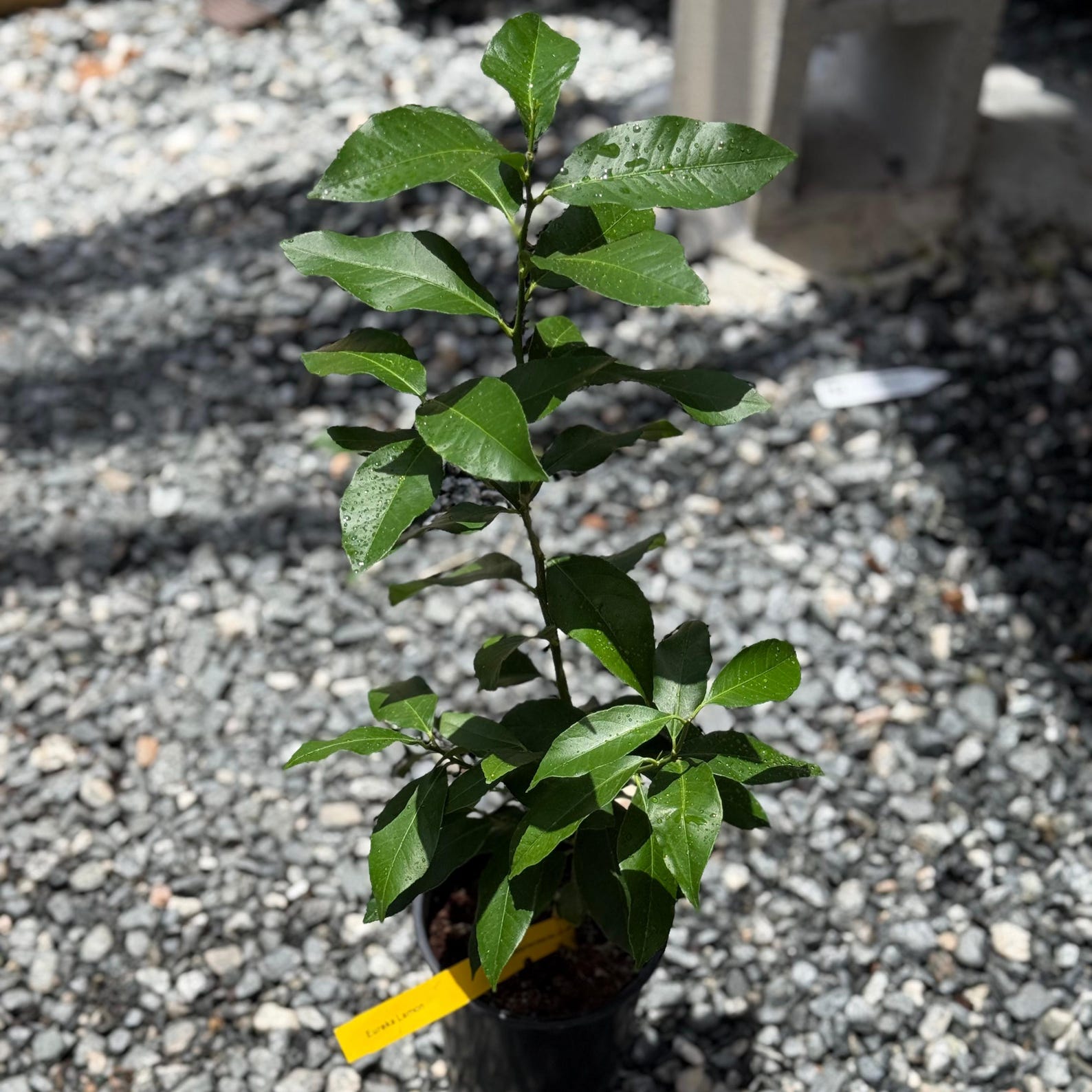 Eureka Lemon Tree Live Plant | Grafted Lemon Trees | House Plants for ...