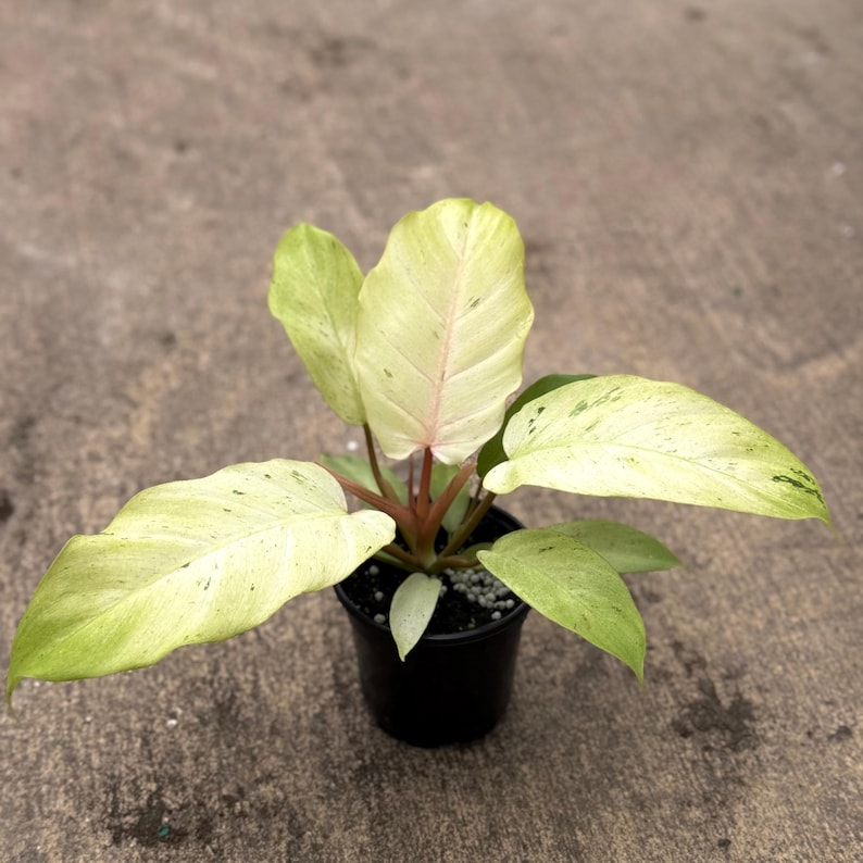 Philodendron Snowdrift House Plant | Variegated Philodendrons Live ...