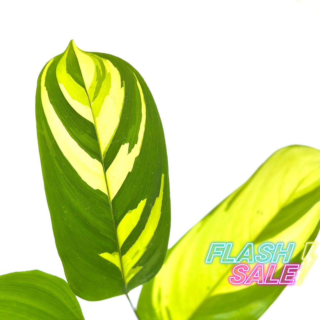 Calathea Plant Pilosa Live | Calathea Pilosa House Plant | Rooted ...