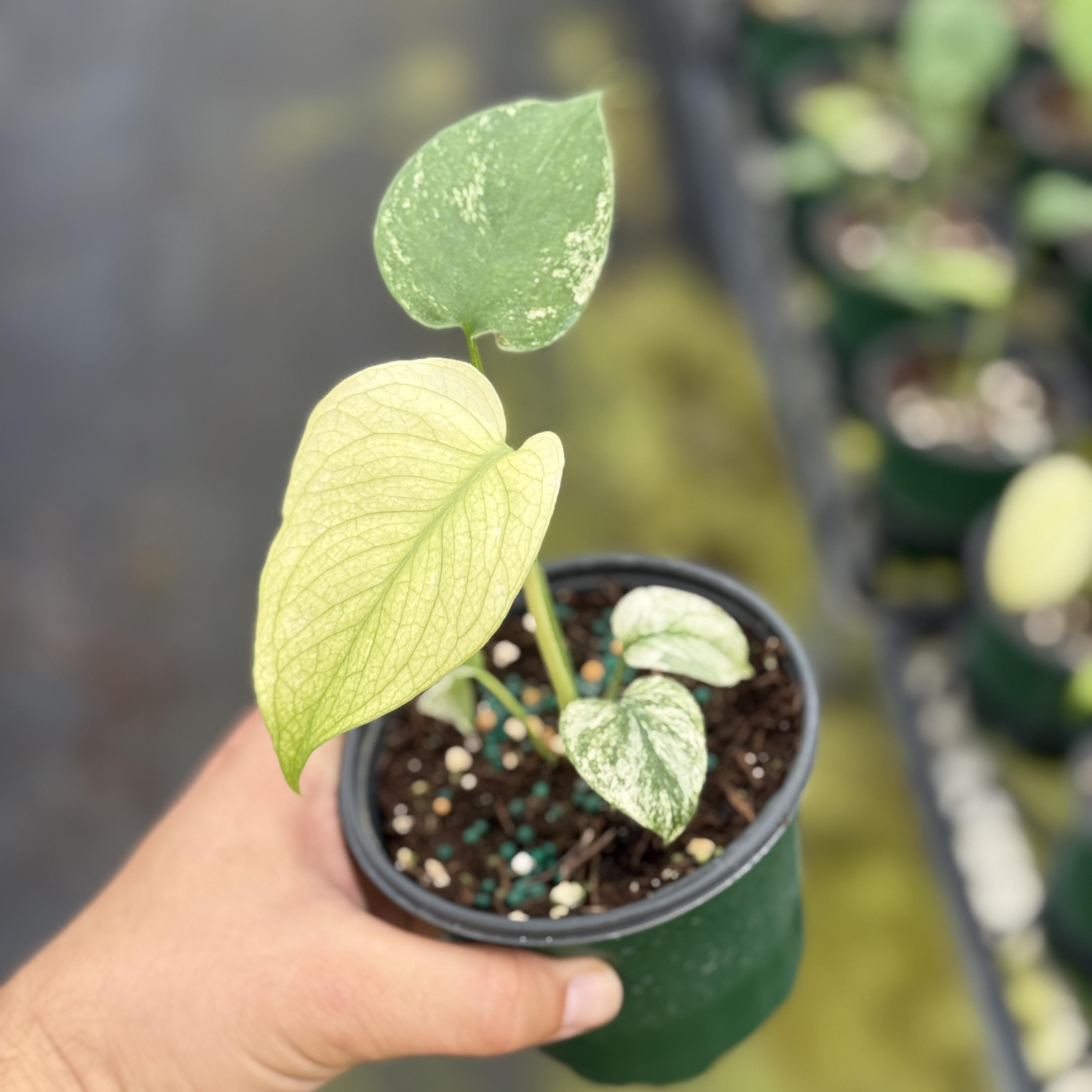 Monstera Mint Variegated House Plant | Rare Monstera Albo Mint Live ...