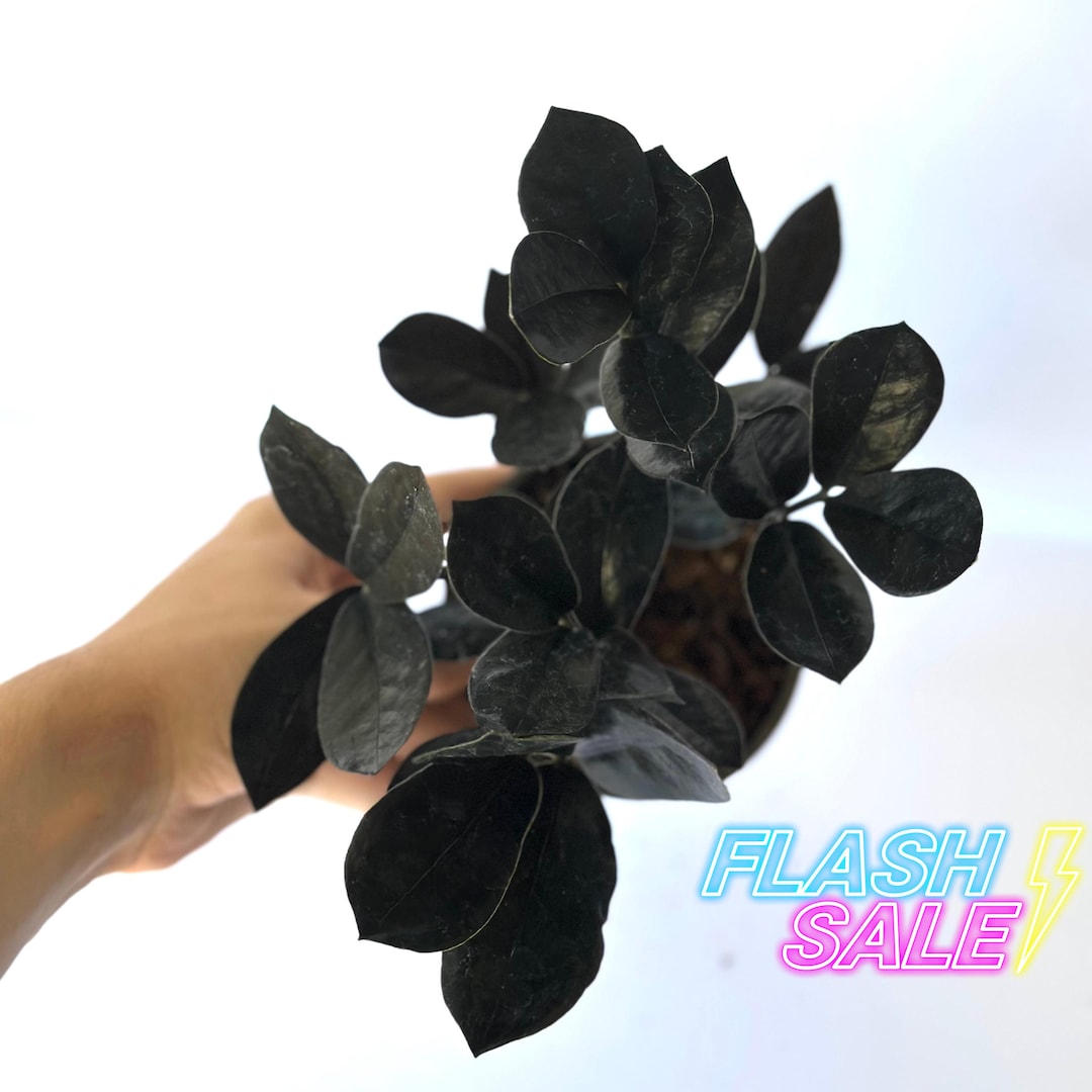 Black Zz Live Plant | Low Light House Plants | Black Queen Zz ...