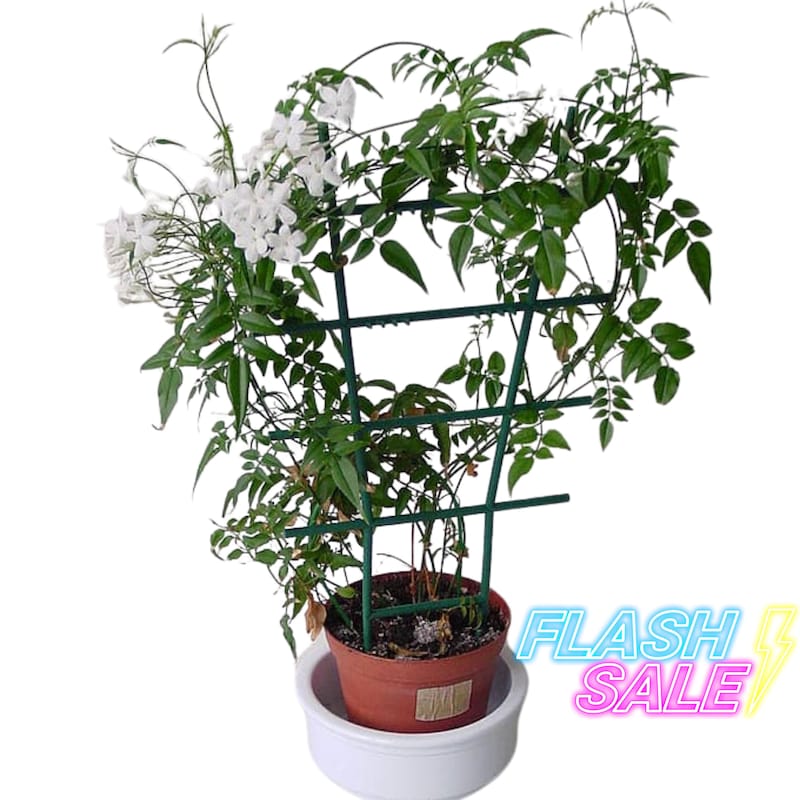 Trailing Jasmine Plants - Etsy