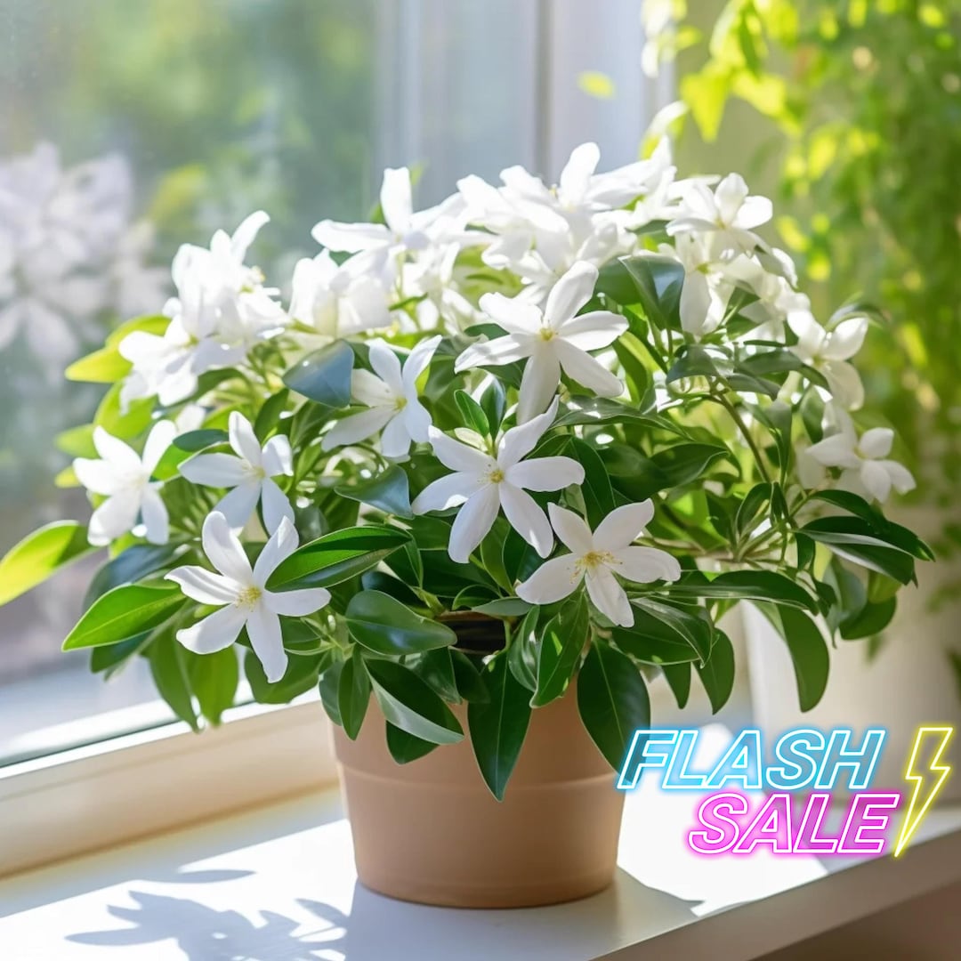 Jasmine Live Plant | Full Arabian Sambac Jasmine Plants | Plants for ...