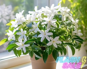 Jasmine Sambac Arabian Jasmine Pint Plant - Etsy
