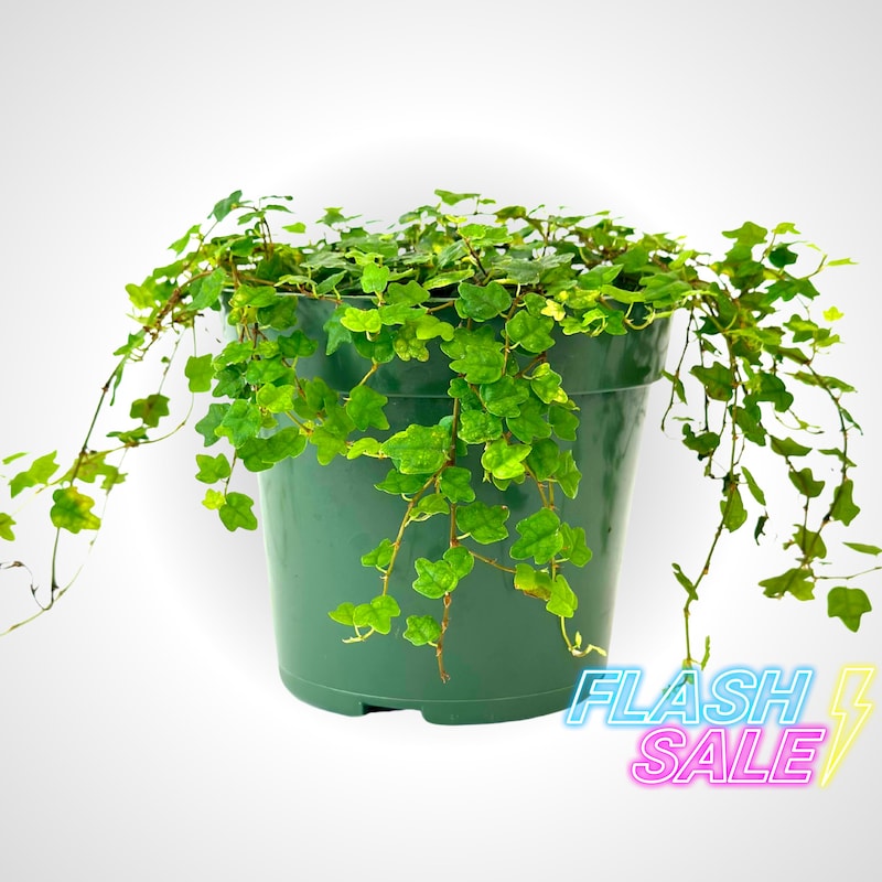 String of Frogs - Etsy