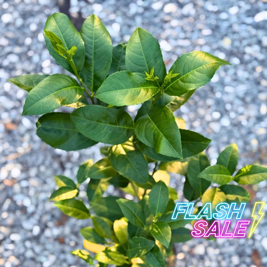 Key Lime Citrus Fruit House Plant | Grafted Key Lime Live Plants ...