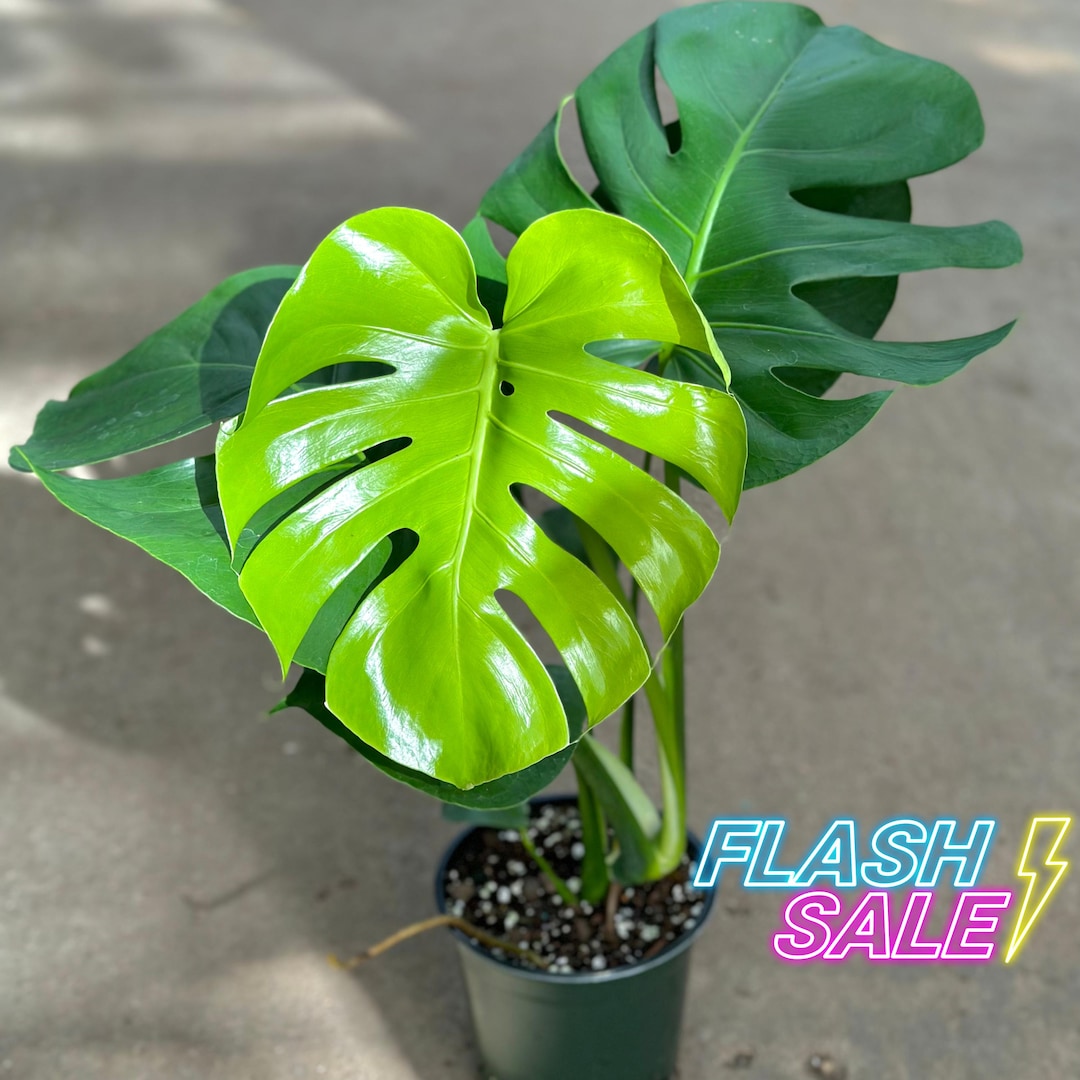 Monstera Deliciosa Plant Large | Monstera Plants | Split Leaf Indoor ...