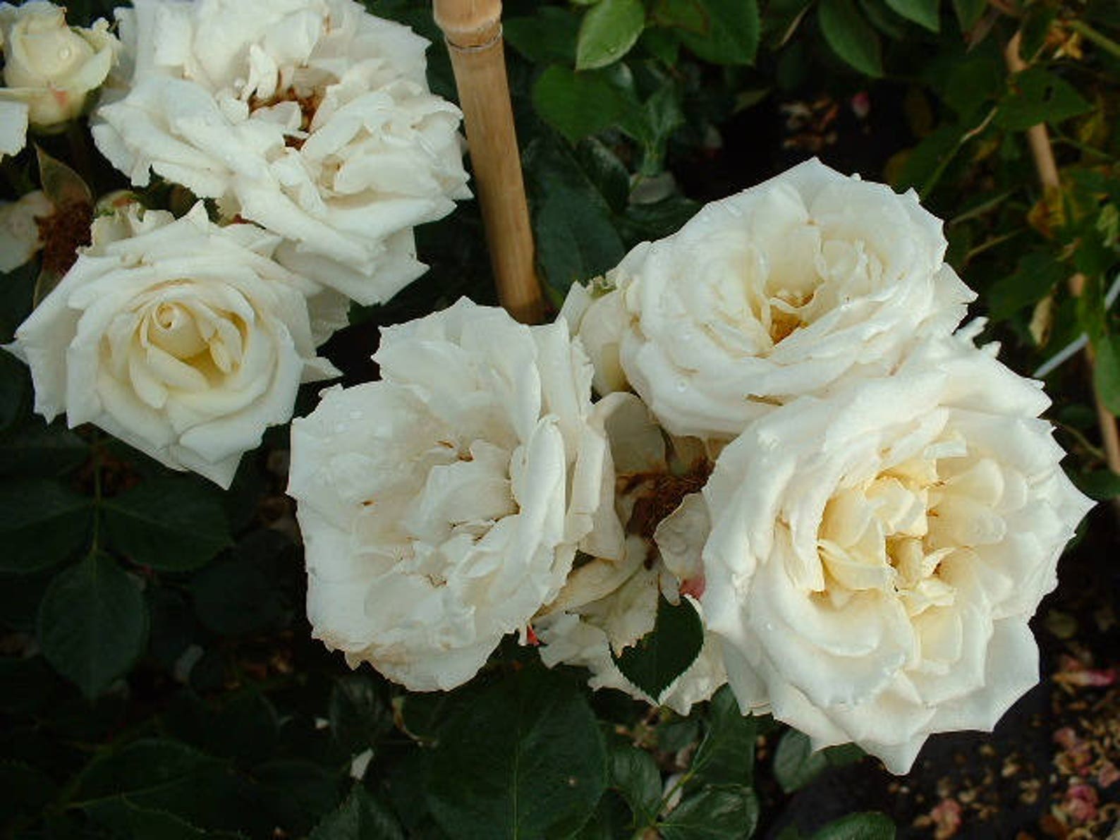 Jacobite White Rose Hook Ear Rings, Scottish - Etsy