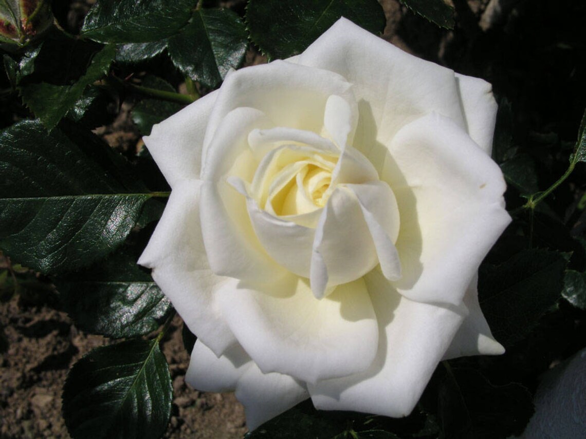Jacobite White Rose Hook Ear Rings Scottish - Etsy