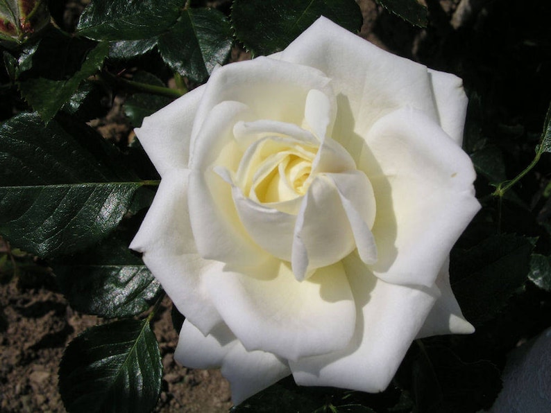 Jacobite White Rose Small Kilt Pin Scottish - Etsy