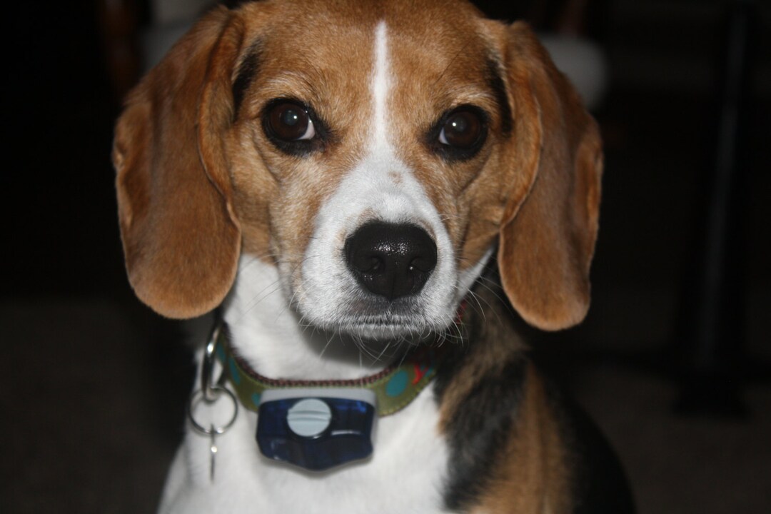 Invisible Fence Mechanism, Fence Collar, Personalized Dog Collar ...