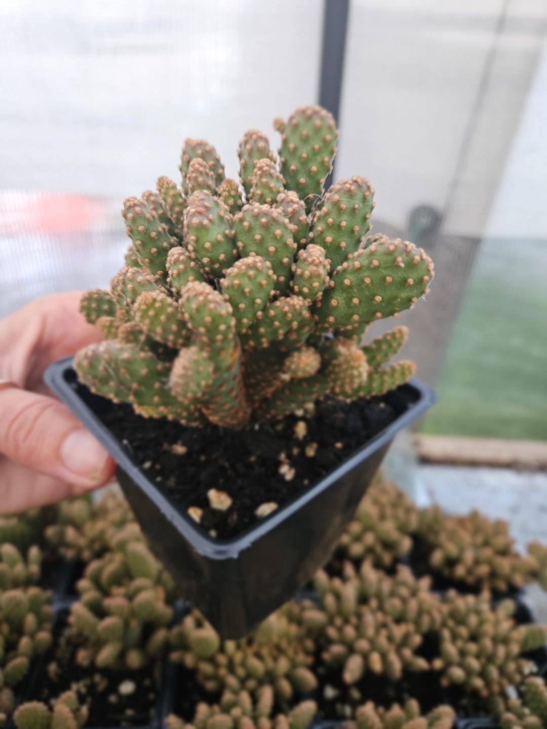 Mini Cinnamon Cactus - Etsy