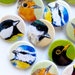 Garden Bird Badges: UK Bird Illustration Pins, 25mm - Etsy