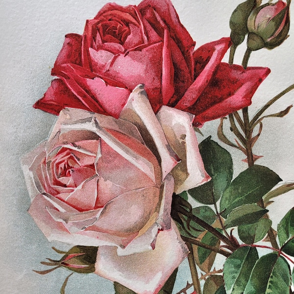 Antique Rose Print - Etsy