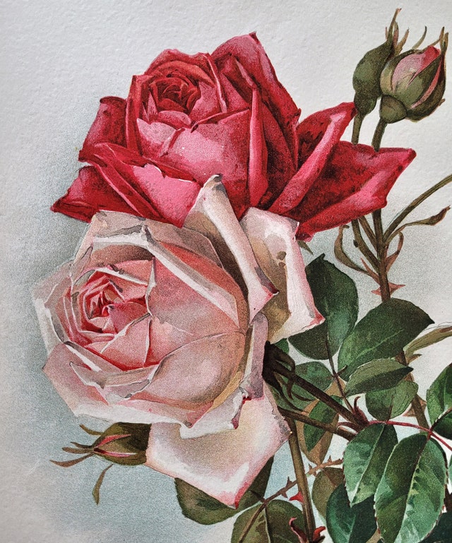 VictorianRosePrints - Etsy