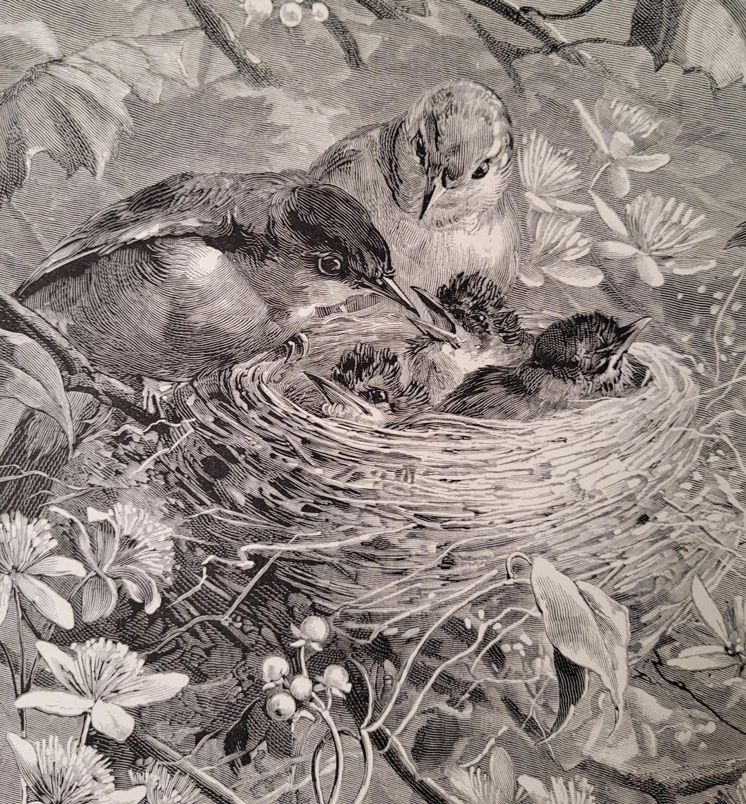 ANTIQUE C1870 French Bird Print LARGE the New Parents Frame Chicks Nest ...