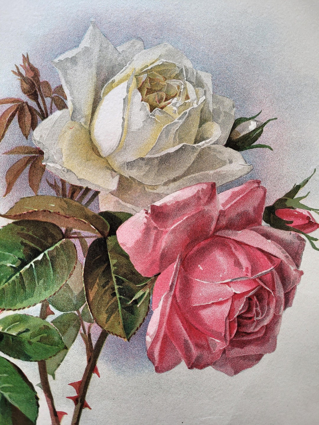 Antique Roses Print Paul De Longpre Pink White Near Fine Del2000d ...